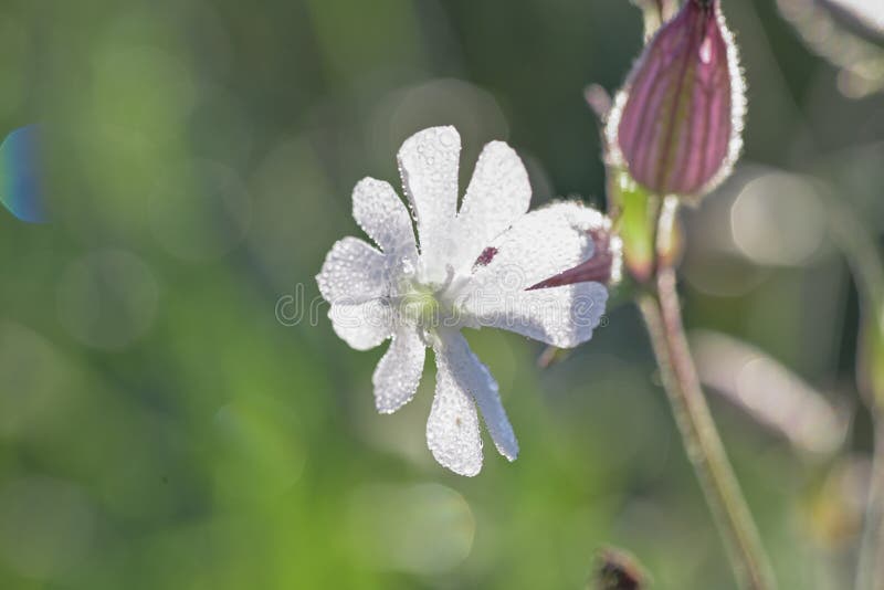 Flower of White Campion, Silene Latifolia, Catchfly Macro in Nature ...