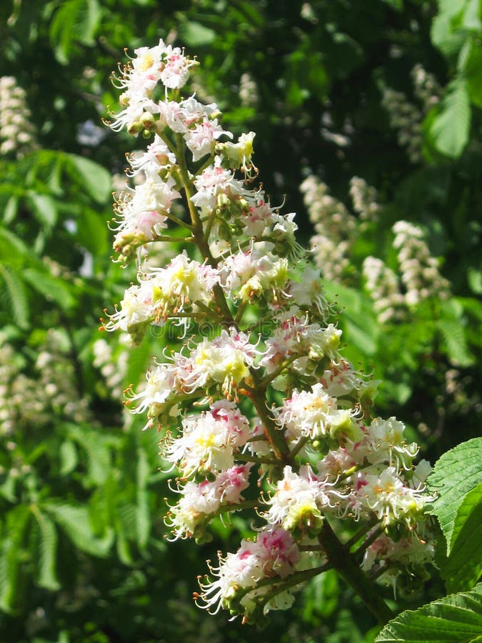 Flower of White Chestnut Tree Stock Image - Image of flowering, flora ...
