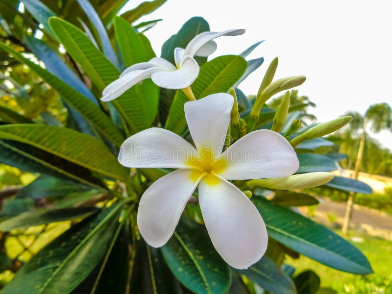 Flower stock photo. Image of color, white, green, flower - 125310334