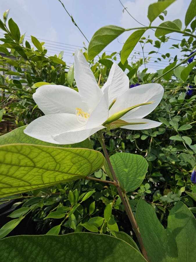Flower is white color stock photo. Image of plant, wildflower - 275285306