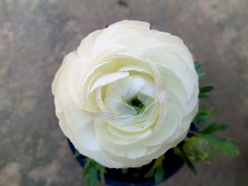 A Beautiful, White Color Rose Flower Stock Image - Image of looking ...