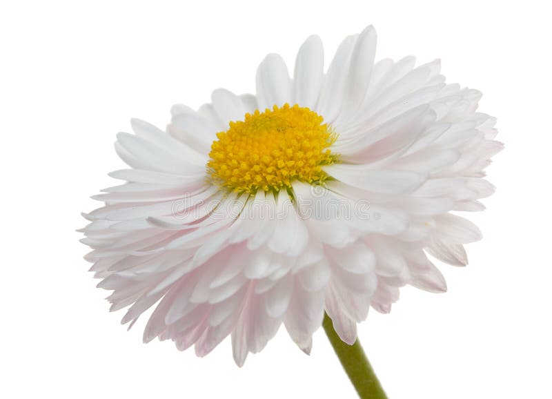 Flower of White Daisy Isolated on a White Stock Image - Image of ...