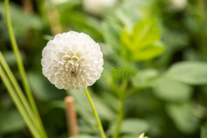 Flower of a white dalia.. stock photo. Image of bright - 272179084
