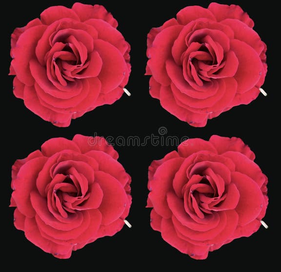 Four red roses stock image. Image of four, flower, roses - 287330157