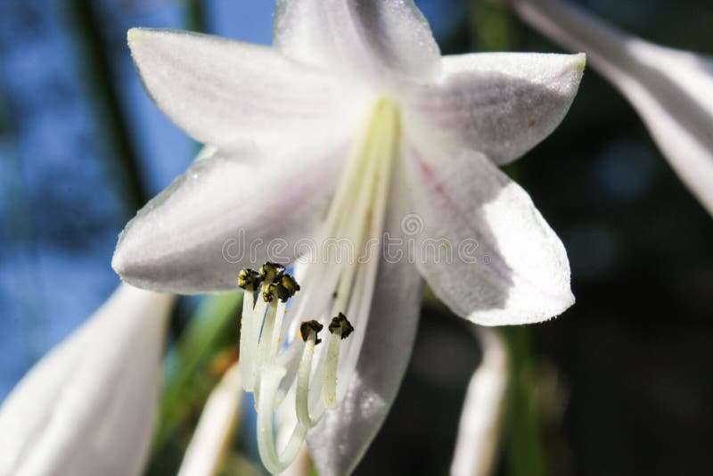 Flower white garden hosts. stock image. Image of natural - 90280305