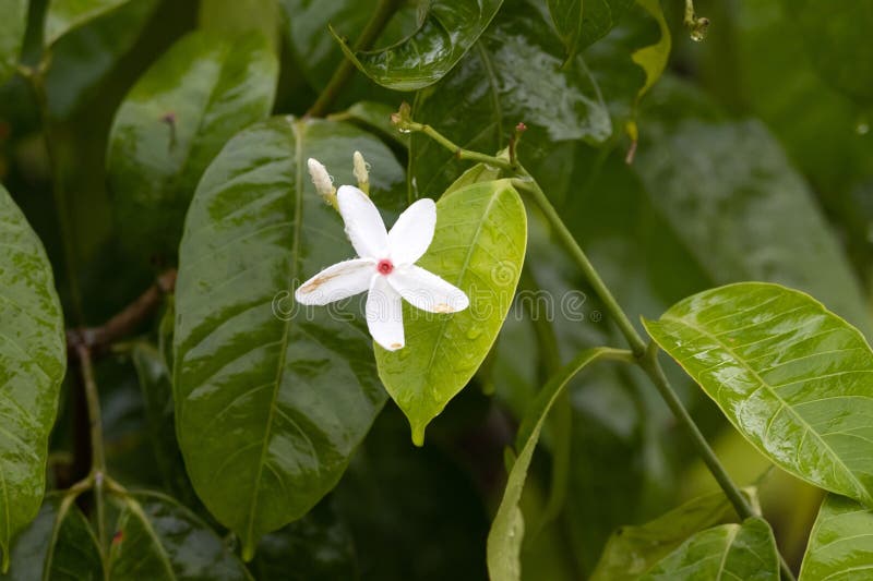 Flower of a White Kopsia, Kopsia Singapurensis Stock Image - Image of ...