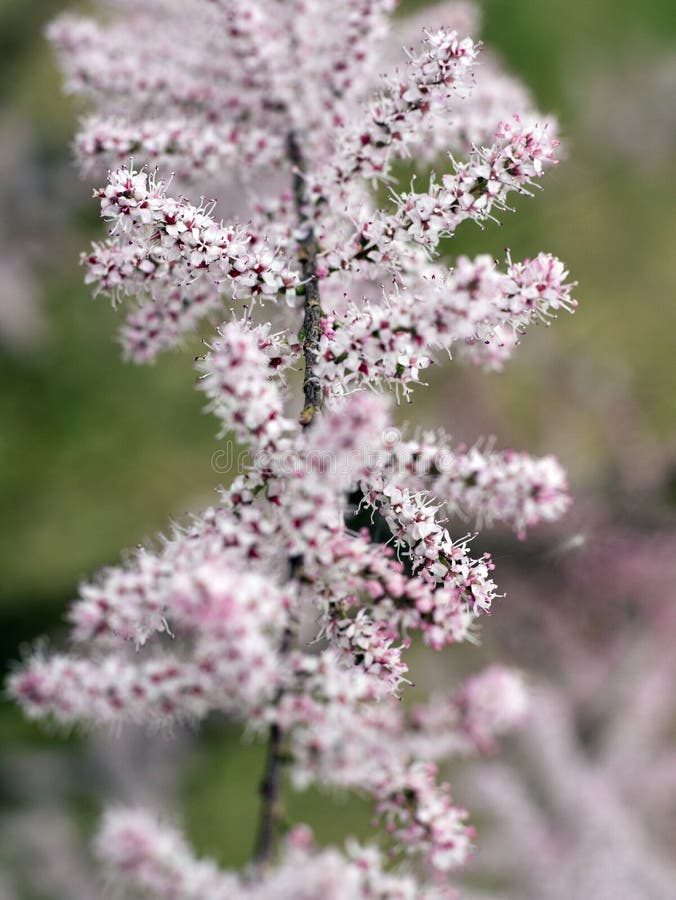 Flower white pink tree stock image. Image of beauty, trees - 91681315