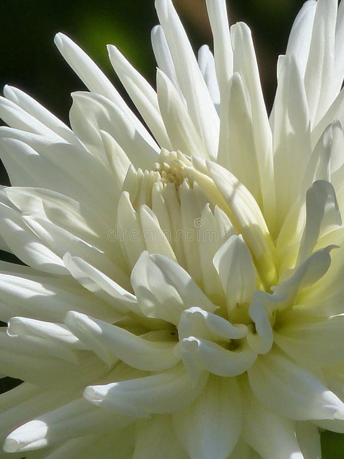 Flower, White, Plant, Petal Picture. Image: 95657072