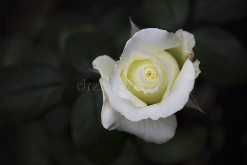Flower, White, Rose Family, Rose Stock Image - Image of plant, flora ...
