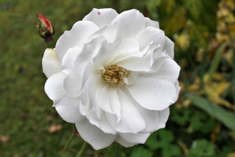 Flower, White, Rose Family, Rose Stock Photo - Image of rose, petal ...