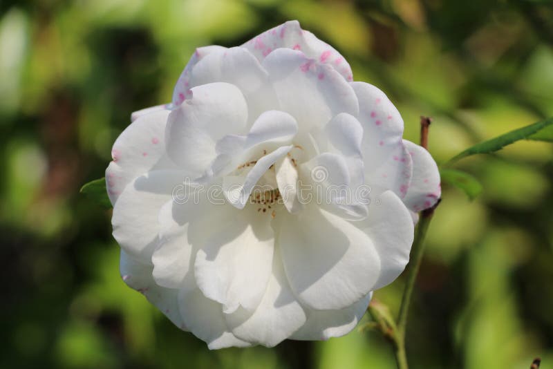 Flower, White, Rose Family, Plant Picture. Image: 110938986