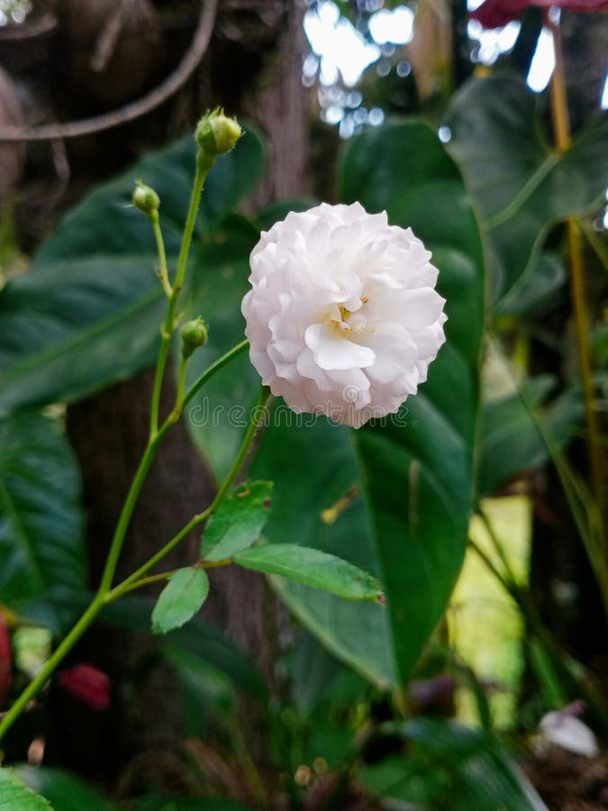 A Flower of a White Rose Tree Planted in the Garden Stock Photo - Image ...