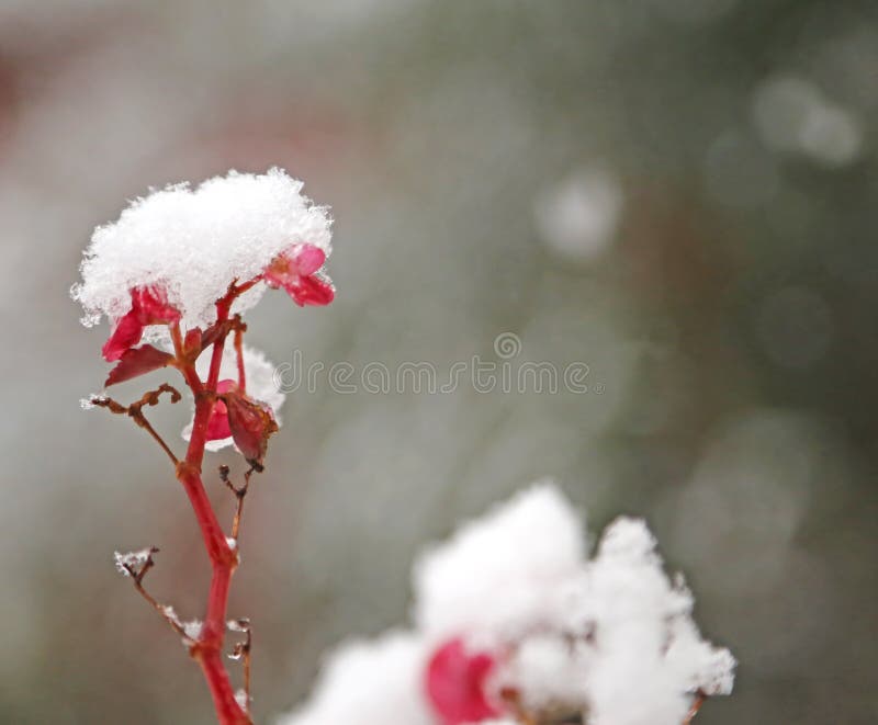 Flower White Snow-covered in the Cold in Winter Garden Stock Photo ...