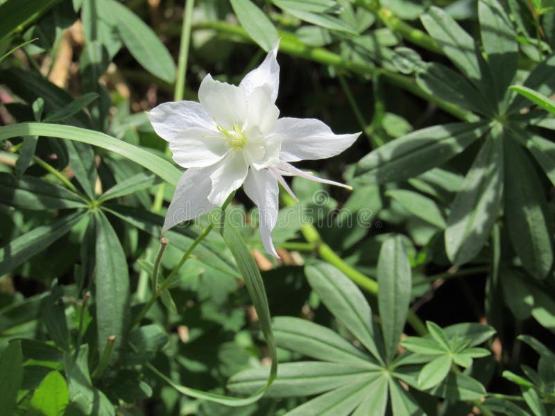 Flower stock image. Image of flower, spring, star, white - 152036567