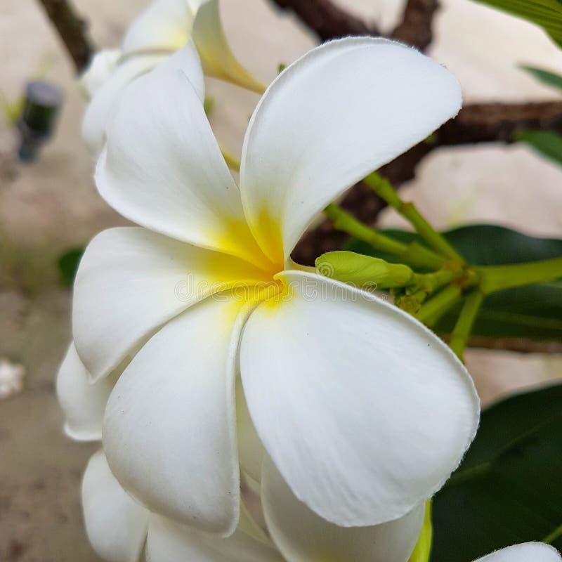 Flower stock image. Image of flower, nature, petals, temple - 87962395