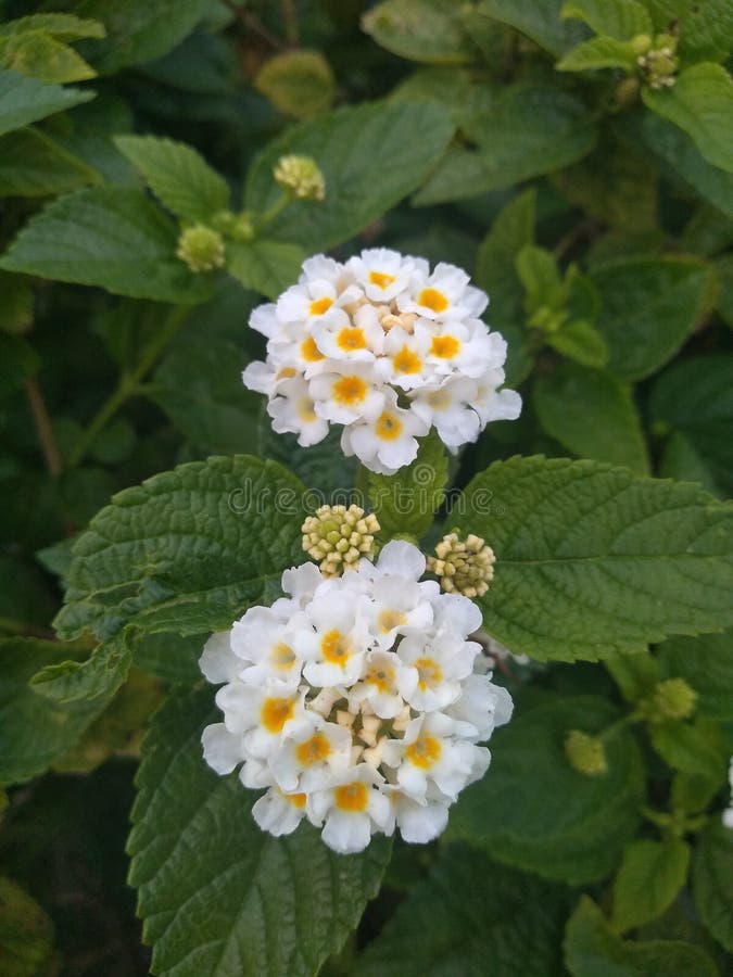 Flower White Yellow Nature Primavera Stock Photo - Image of nature ...