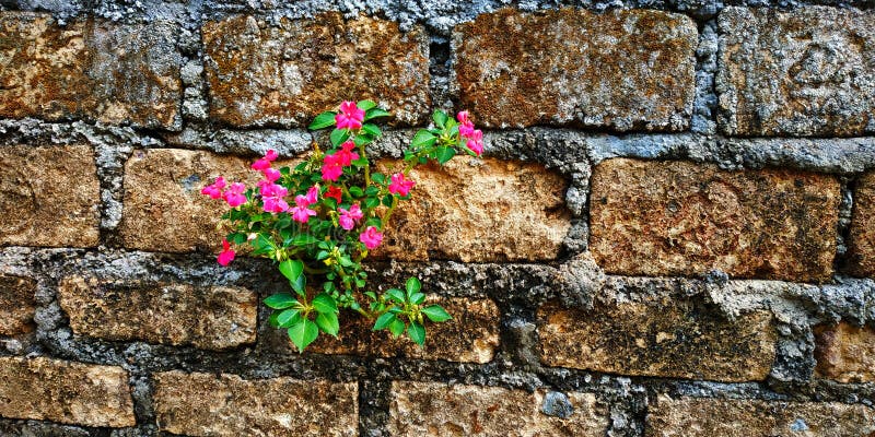 Flower on the wall stock photo. Image of grow, wall - 262534816
