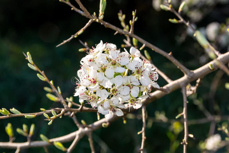 Flower of Wild Almond Close-up Stock Photo - Image of bloom, tree ...