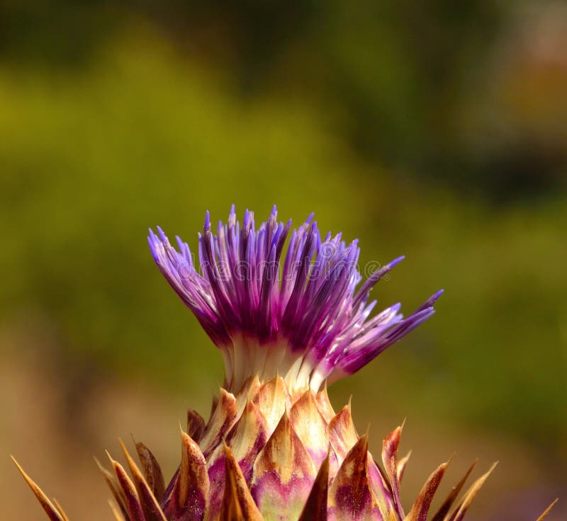 Flower of Wild Artichoke Starting To Sprout Stock Photo - Image of ...