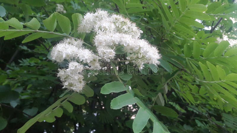 Flower of wild ash stock photo. Image of flower, nopeople - 118473100