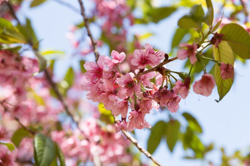 Flower of Wild Himalayan Cherry Tree Stock Photo - Image of floral ...