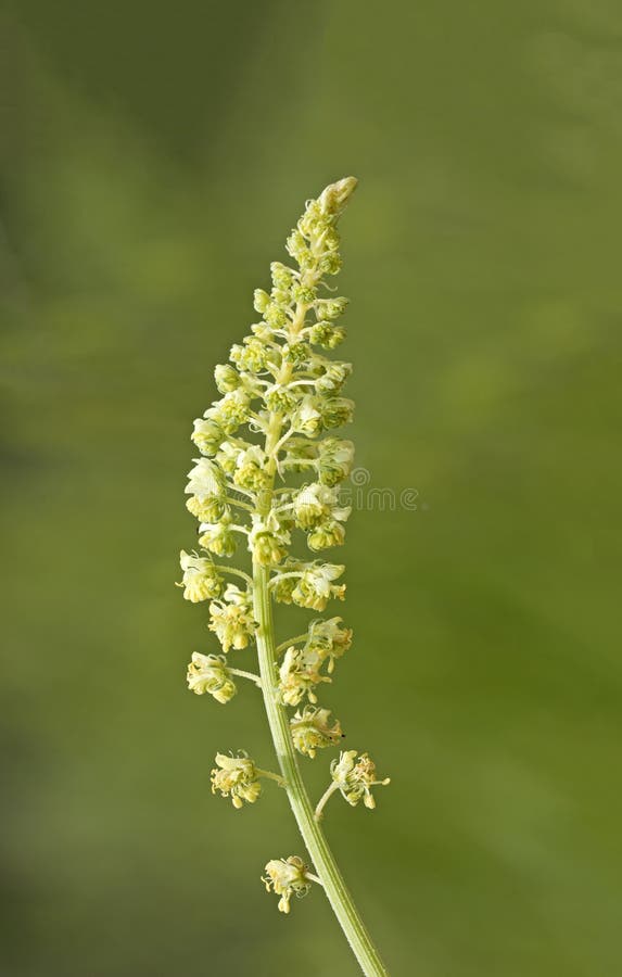 Flower of Wild Mignonette in a Meadow Stock Photo - Image of crop ...