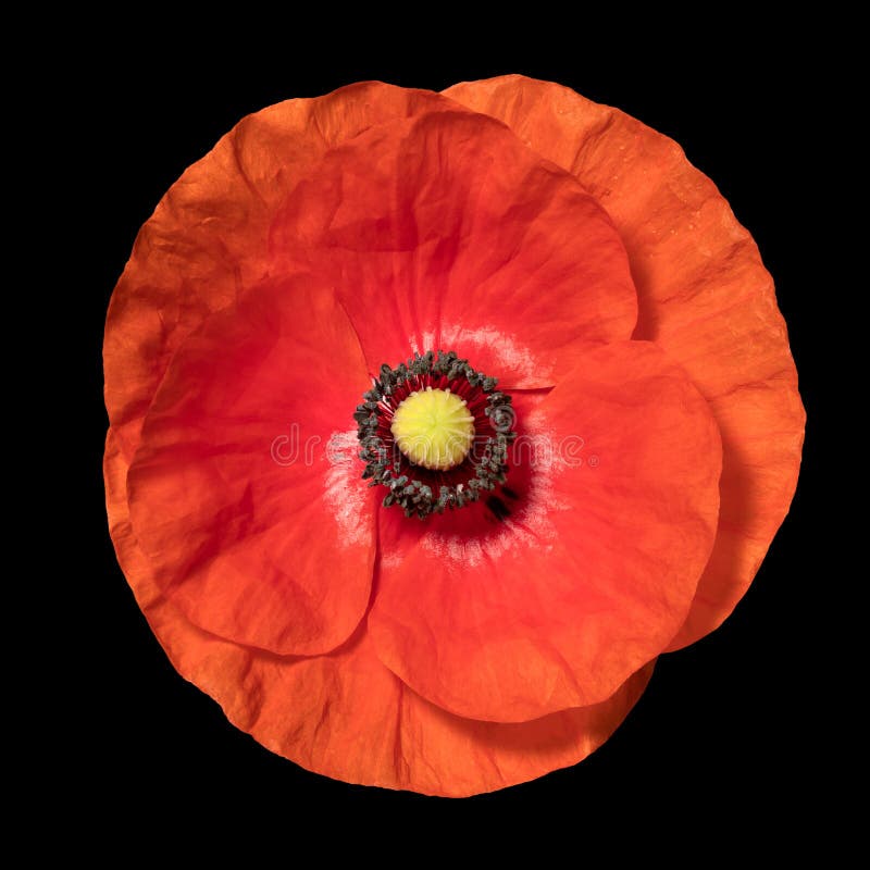 Flower Wild Red Poppies. Isolated on Black Background. Front View Stock ...