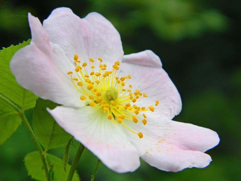 Flower of Wild Rose in the Forest Stock Photo - Image of detail ...
