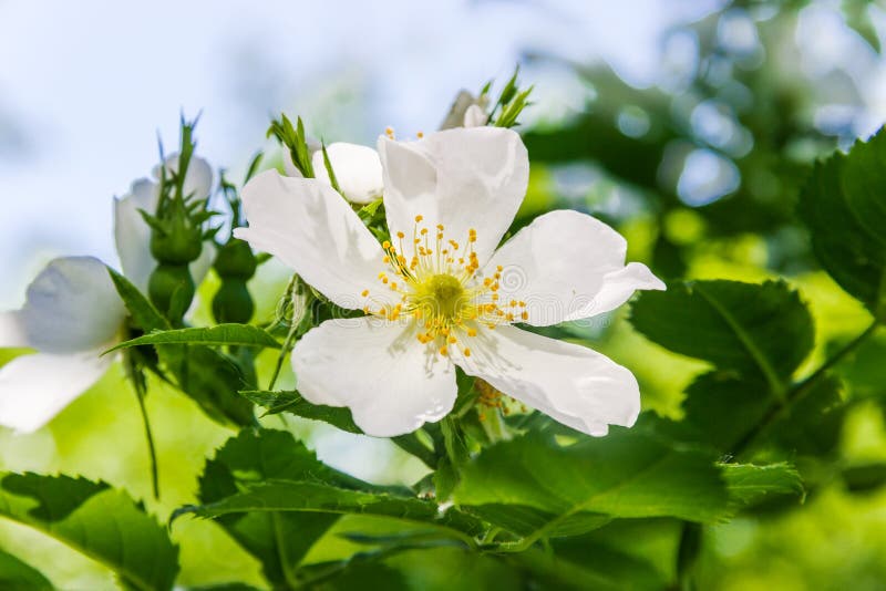 Flower wild rose stock photo. Image of leaves, garden - 55671056