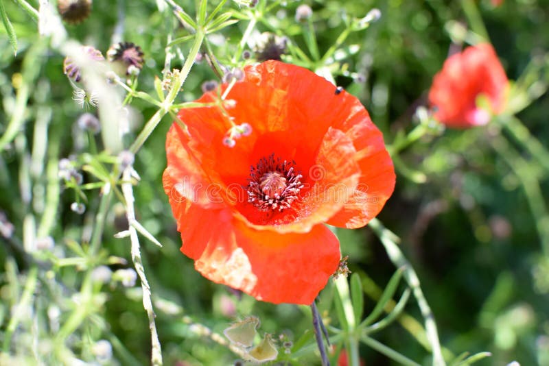 Flower, Wildflower, Coquelicot, Poppy Picture. Image: 101024962