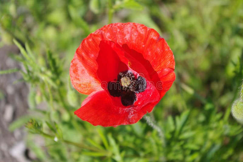 Flower, Wildflower, Coquelicot, Poppy Picture. Image: 112045849