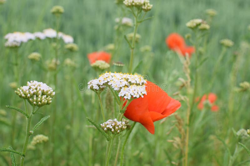 Flower, Wildflower, Ecosystem, Meadow Picture. Image: 101030938