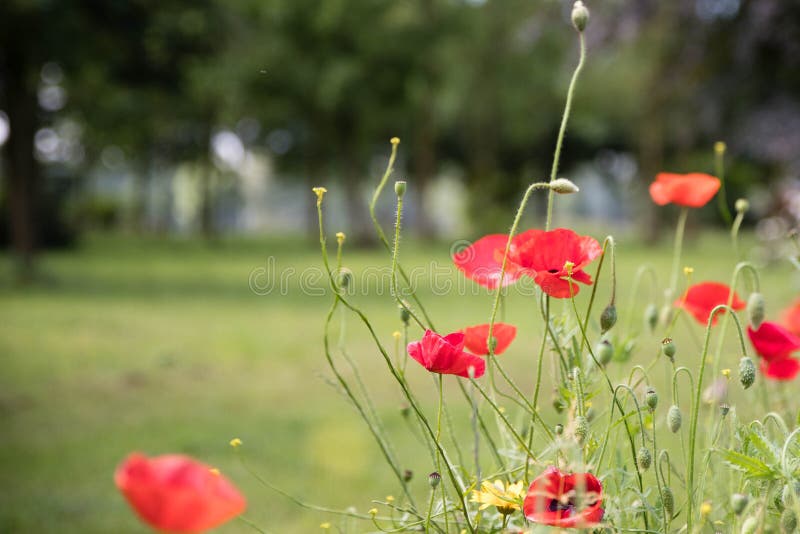 Flower, Wildflower, Ecosystem, Meadow Stock Image - Image of flower ...