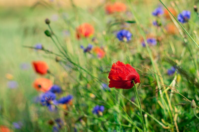 Flower, Wildflower, Meadow, Ecosystem Stock Image - Image of anemone ...