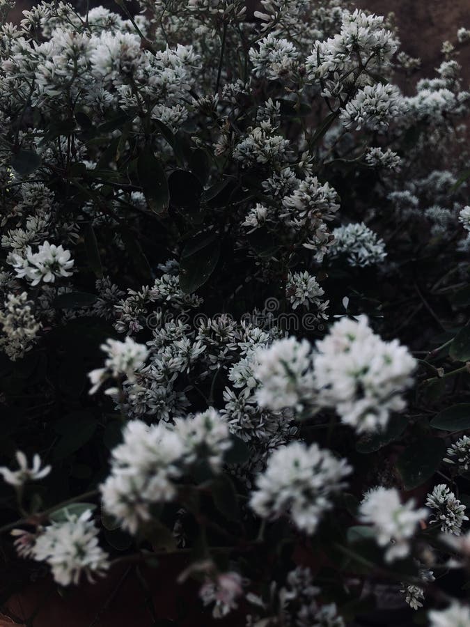 Flower stock photo. Image of wildflower, honeysucker - 157001214