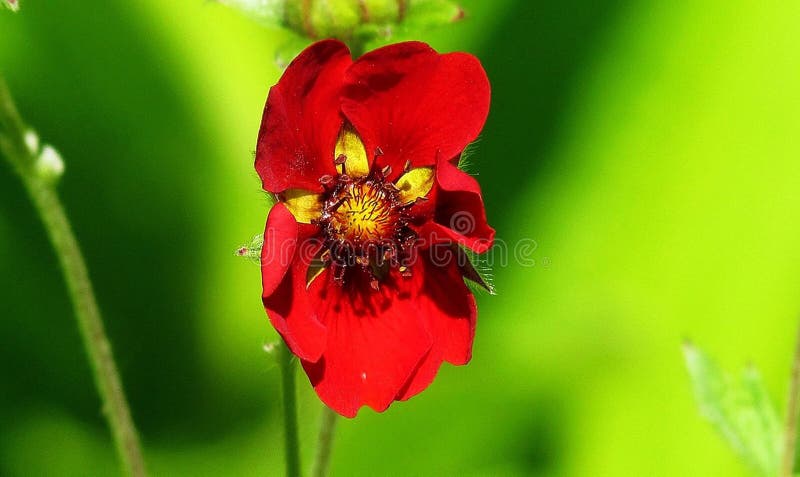 Flower, Wildflower, Nectar, Flora Stock Image - Image of flower, petal ...