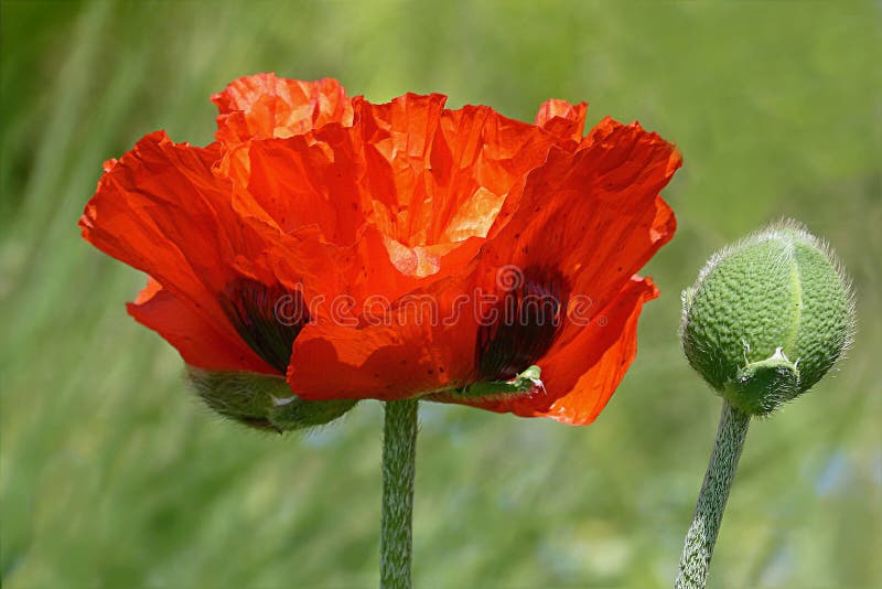 Flower, Wildflower, Poppy, Coquelicot Picture. Image: 100772817