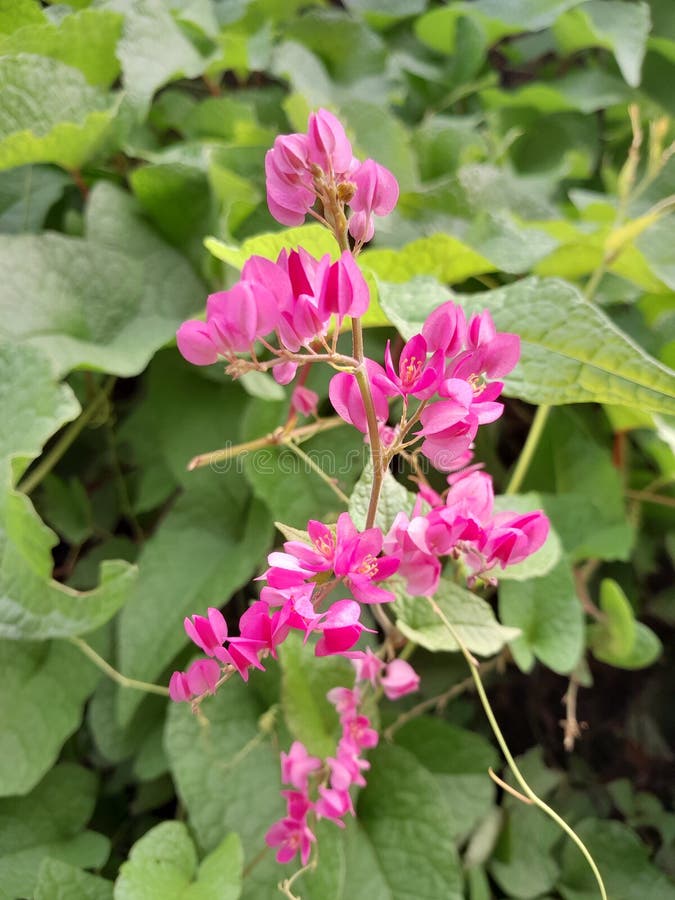 Flower wildflower violet stock photo. Image of petal - 267464980