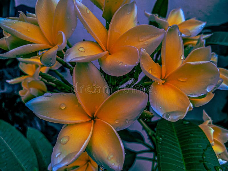 The Flower Will Be Beautiful Stock Photo - Image of leaf, yellow: 229070848