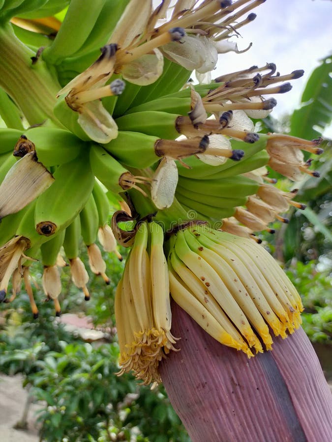 The Flower that Will Become the Banana and the Heart of the Banana Tree ...