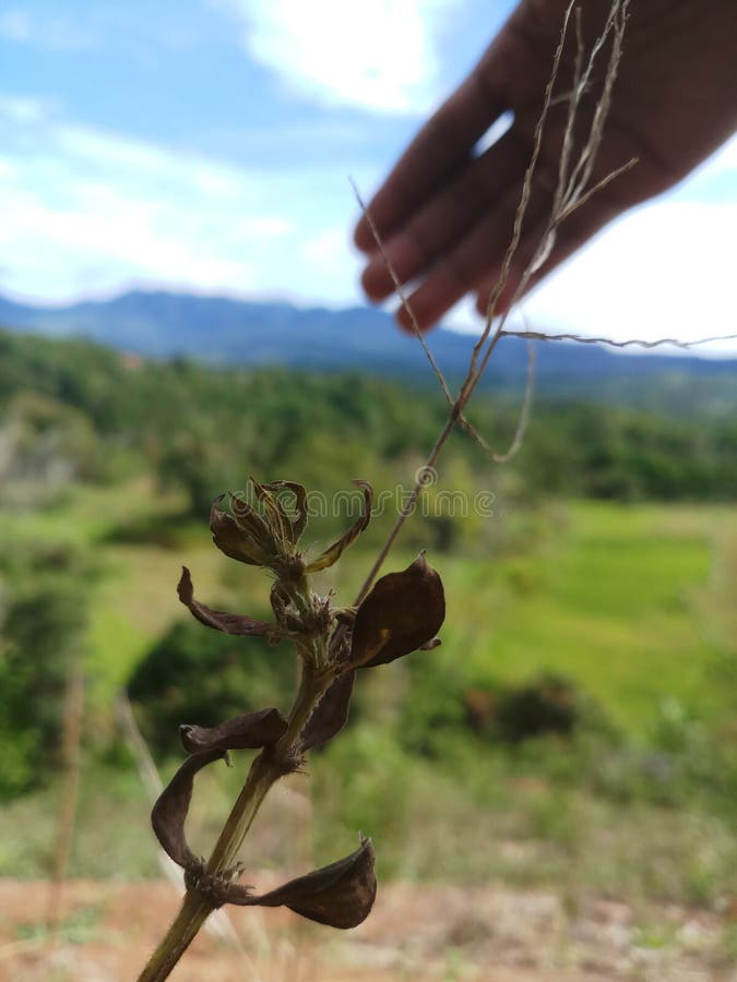 A Flower that Will Wither when she is No Longer Needed Stock Image ...