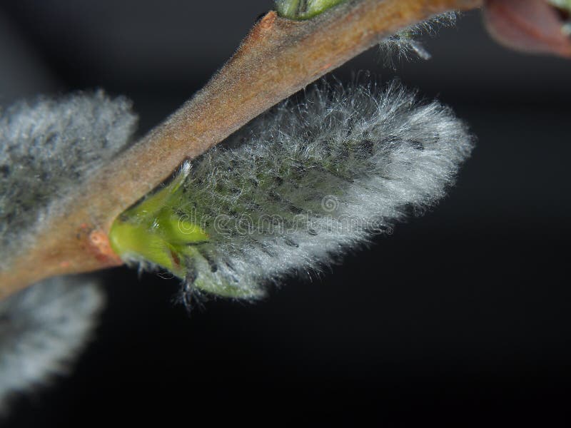 Flower willow. stock image. Image of tree, reproduction - 90394309