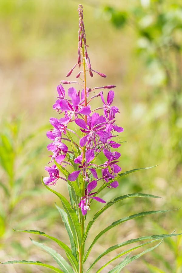 Flower willow tea stock image. Image of stamens, flower - 57265249