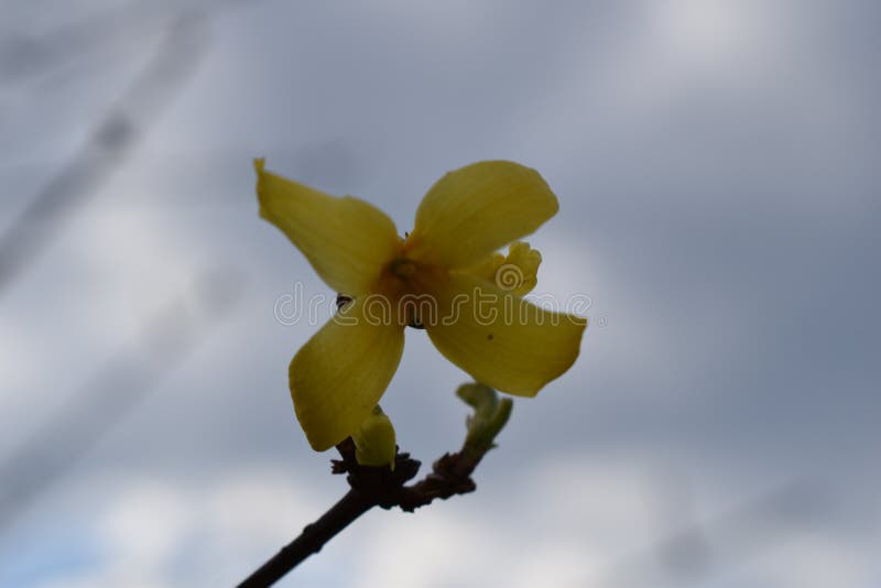 Flower in the wind stock photo. Image of petals, bloom - 180382934