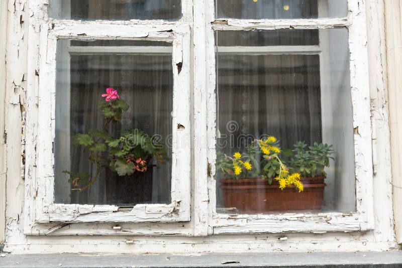 Flower on the old window stock photo. Image of scarlet - 178987324