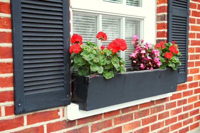 Flower at the Window Scene. Stock Photo - Image of house, facade: 106425784