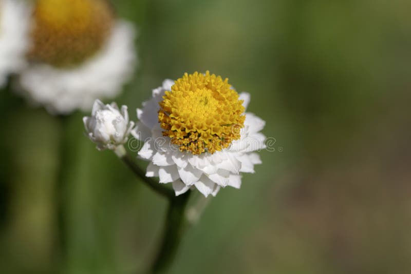 Flower of a Winged Everlasting, Ammobium Alatum Stock Image - Image of ...