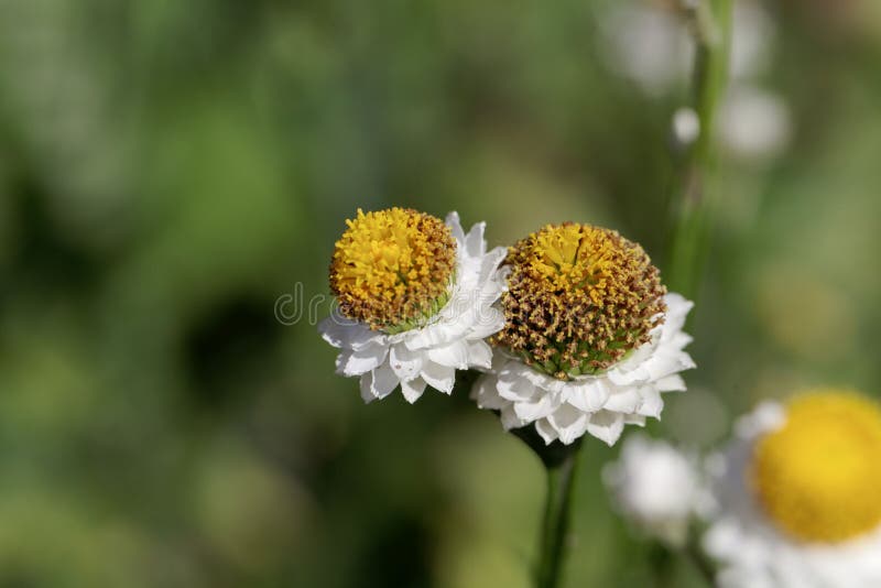 Flower of a Winged Everlasting, Ammobium Alatum Stock Image - Image of ...