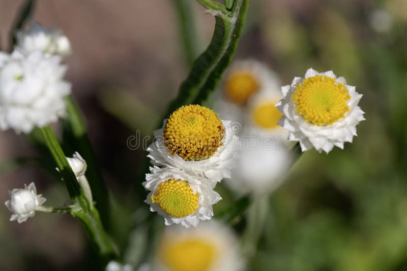 Flower of a Winged Everlasting, Ammobium Alatum Stock Image - Image of ...