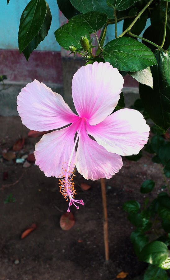 Flower Wonderful Day Click by One Stock Image - Image of wonderful ...